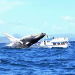 Samaná Whale Watching + Cayo Levantado (Bacardi Island). - The Sum Up: The Real Value of This Experience