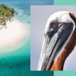 Samana Whale Watching + Cayo Levantado ( Bacardi Island) with Lunch by Locals - Why Choose This Tour?