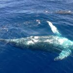 Samana: Whale Watching Tour - The Whale Watching – The Main Attraction