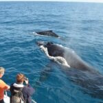 Samana Whale Watching Tour From Las Terrenas. Cayo Levantado with Lunch - What to Expect: A Day of Marine Marvels and Island Charm