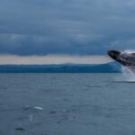 Samaná: Whale Watching Tour with Snacks - The Bottom Line: Is It Worth It?