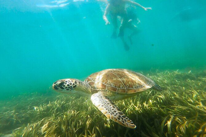 San Juan Snorkel with Turtles and Manatee's; Free Video and Rum! - Authentic Experiences and Practical Tips