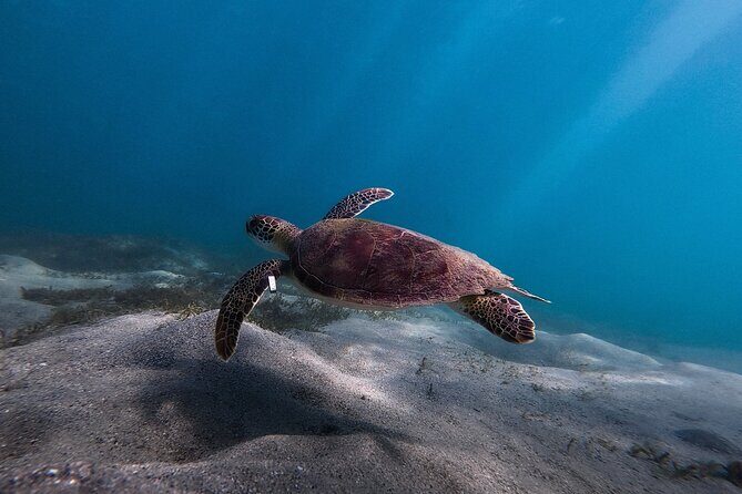 San Juan: Snorkeling with Turtles Adventure and Free Videos - The Marine Wildlife You Might Encounter