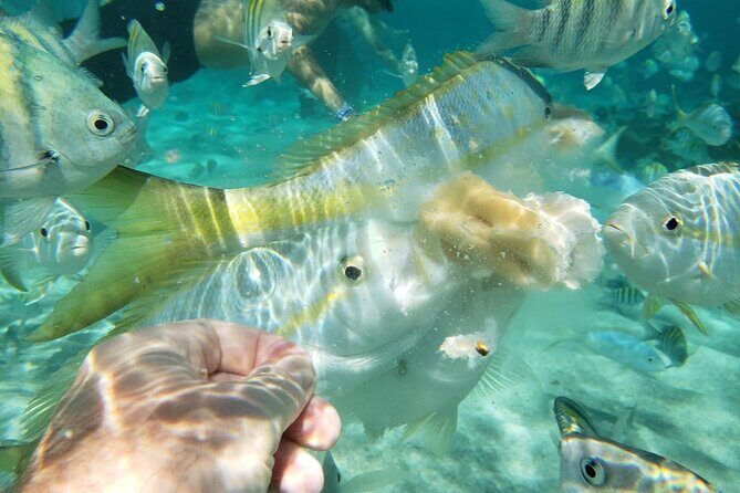 Sand Key and Bonita Island Tour  Paradise from Puerto Plata - The Value of This Tour