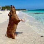 Sandy Toes The Original Rose Island and Swimming Pigs Tour - What the Reviews Say