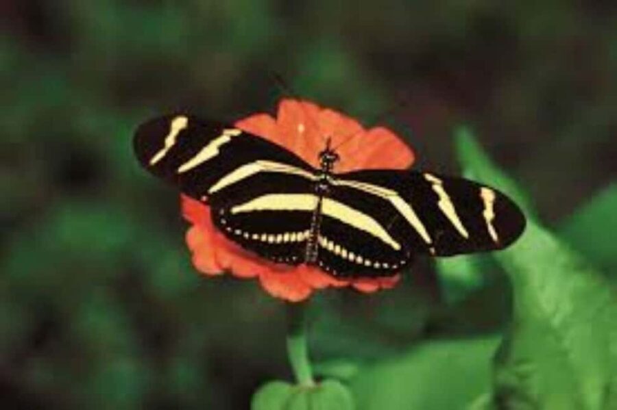 Santo Domingo: 3 Eyes Park & Botanical Garden Tour - Transition to the Botanical Garden — A Living Green Escape