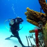 Saona Diving - What to Expect on the Tour