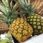 Saona Island Day Trip + Lobsters Included - The Itinerary: A Breakdown of the Day