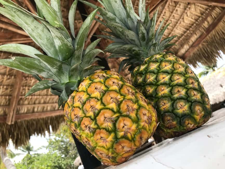 Saona Island Day Trip + Lobsters Included - The Itinerary: A Breakdown of the Day