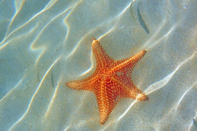 Saona Island :: Discover the magic - Who Should Consider This Tour?