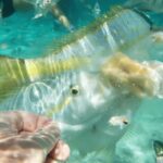 Saona Island: Hidden Beach & Natural Pool - A Day on Saona Island: What to Expect