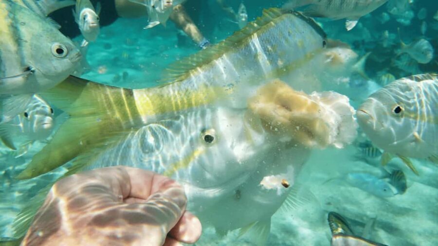 Saona Island: Hidden Beach & Natural Pool - A Day on Saona Island: What to Expect