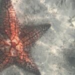 Saona Island Premium Discovery Tour from Punta Cana or Bayahíbe - Final Thoughts: Who Is This Tour Best For?