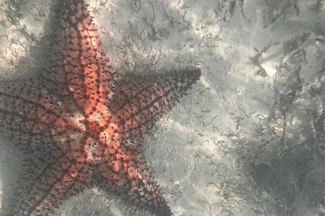 Saona Island Premium Discovery Tour from Punta Cana or Bayahíbe - Final Thoughts: Who Is This Tour Best For?