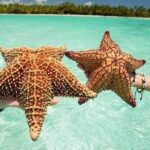 Saona Island Tour from Punta Cana All Inclusive - Transportation and Logistics: What to Know