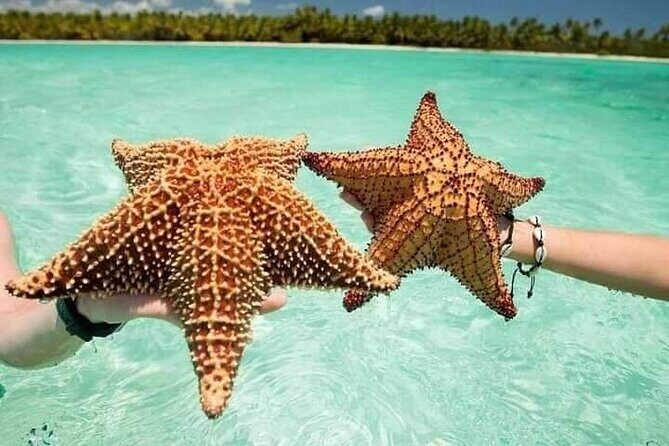 Saona Island Tour from Punta Cana All Inclusive - Transportation and Logistics: What to Know