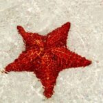 Saona Special Tour: Four Beaches & Canto Experience - The Value of This Tour