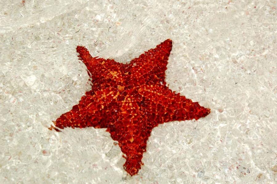 Saona Special Tour: Four Beaches & Canto Experience - The Value of This Tour