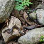 Scenic Hiking Trail Adventure of Montserrat - Final Thoughts