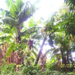 Scenic Rainforest Hike & Snacks - The Itinerary Breakdown: What to Expect