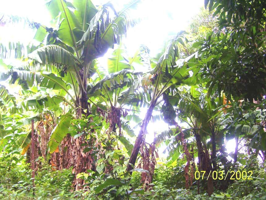 Scenic Rainforest Hike & Snacks - The Itinerary Breakdown: What to Expect