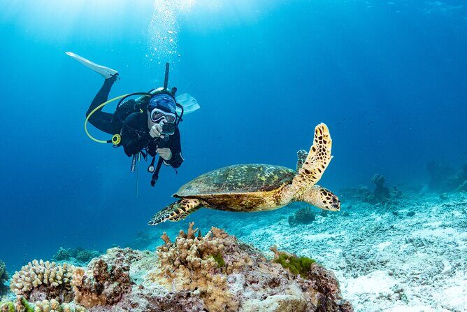 Scuba Diving Private Tour in Martinique - Exploring the Itinerary: What Do You Actually Do?