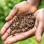 Shared/Private Full Day Blue Mountains Tour -Top Attractions - The Sum Up