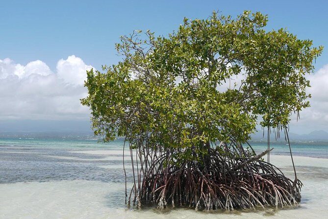 Small Day Cruise (Ilet caret, mangrove, coral reef - Who Will Love This Tour?