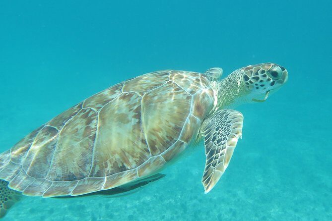 Small Group Sea Turtle Tour (Guaranteed to see turtles) - What the Tour Feels Like