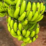 Small train tour of a banana farm in Martinique - The Sum Up