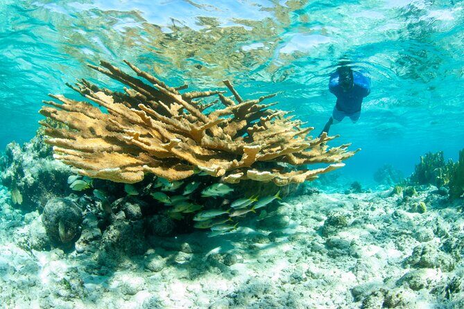 Snorkel Eco Tour - Final Thoughts