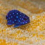 Snorkel Experience in Bonaire - What the Tour Includes and What You Should Bring