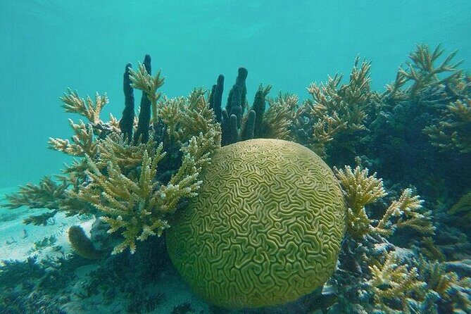 Snorkel - Lobster Lunch Cruise to Bird Island and Paradise Reef - The Authenticity and Value