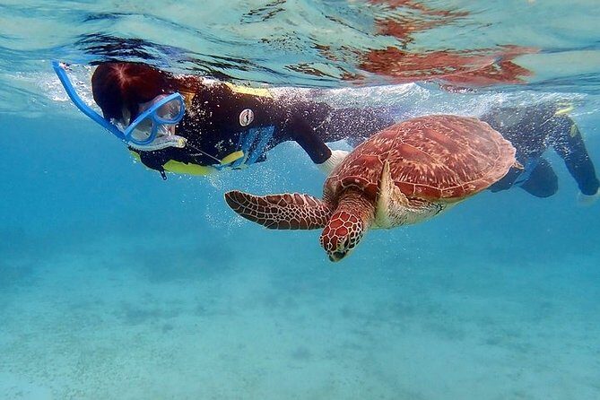 Snorkel/Swim with the Turtles Experience - Why This Tour is a Great Choice