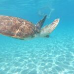 Snorkel with Turtles & Kenepa Grandi Beach: Nr.1 Island Day Trip - Transportation and Group Size