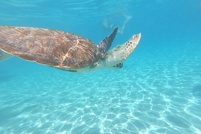Snorkel with Turtles & Kenepa Grandi Beach: Nr.1 Island Day Trip - Transportation and Group Size