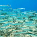 Snorkeling Adventure in Aguadilla - The Value of Equipment and Shore Access