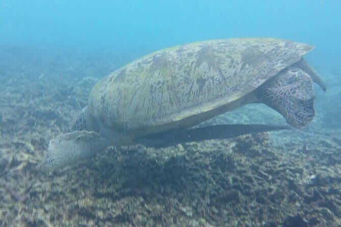 Snorkeling Adventure with Guide - Practical Details That Matter