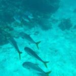 Snorkeling with Sea Scooters and Sea Adventure - Offshore - Analyzing the Price and Value