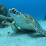 Snorkeling with Sea Turtles - Authentic Reviews and What They Reveal