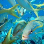 Sosua beach excursion with snorkeling included to Sosua Bay - The Guides and Local Atmosphere