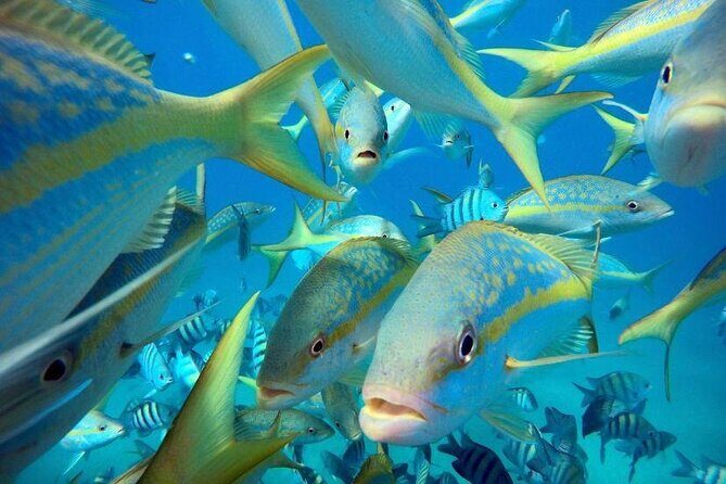 Sosua beach excursion with snorkeling included to Sosua Bay - The Guides and Local Atmosphere