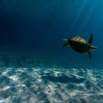 Spanish Wells, Harbour Island, Eleuthera: Private Charters - The Itinerary, Step-by-Step