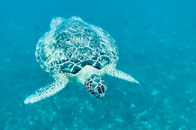Speed Boat Dolphins and Turtles Full Day - Who Will Love This Tour?