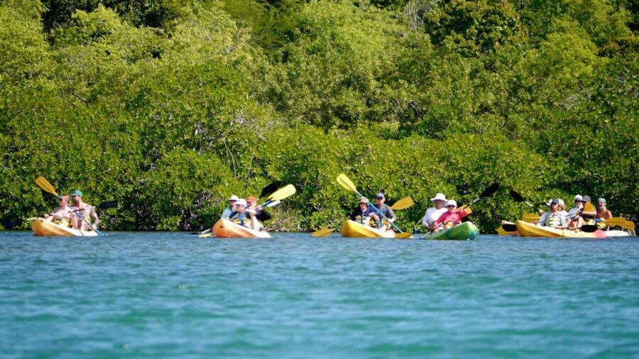 St. John's, Antigua Kayak, Snorkeling, & Beach Bird Island - Snorkeling at Bird Island: Underwater Wonders