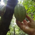 St Kitts Half-Day Rainforest Tour - Analyzing the Value