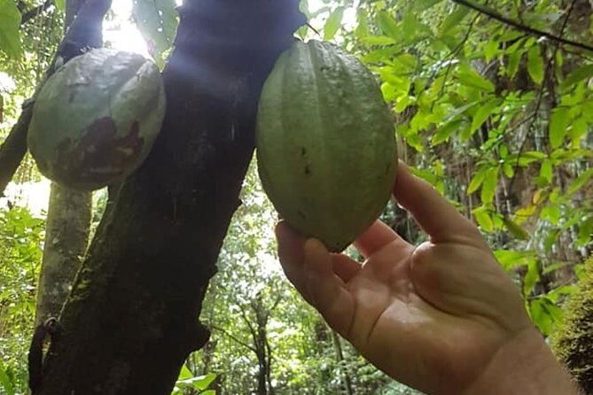 St Kitts Half-Day Rainforest Tour - Analyzing the Value