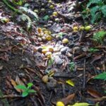 St Kitts Rainforest Tour - A Closer Look at the St Kitts Rainforest Tour