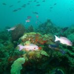 St Lucia Beginner Scuba Diving Tour - Booking and Price Analysis