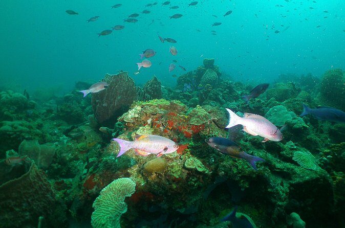 St Lucia Beginner Scuba Diving Tour - Booking and Price Analysis